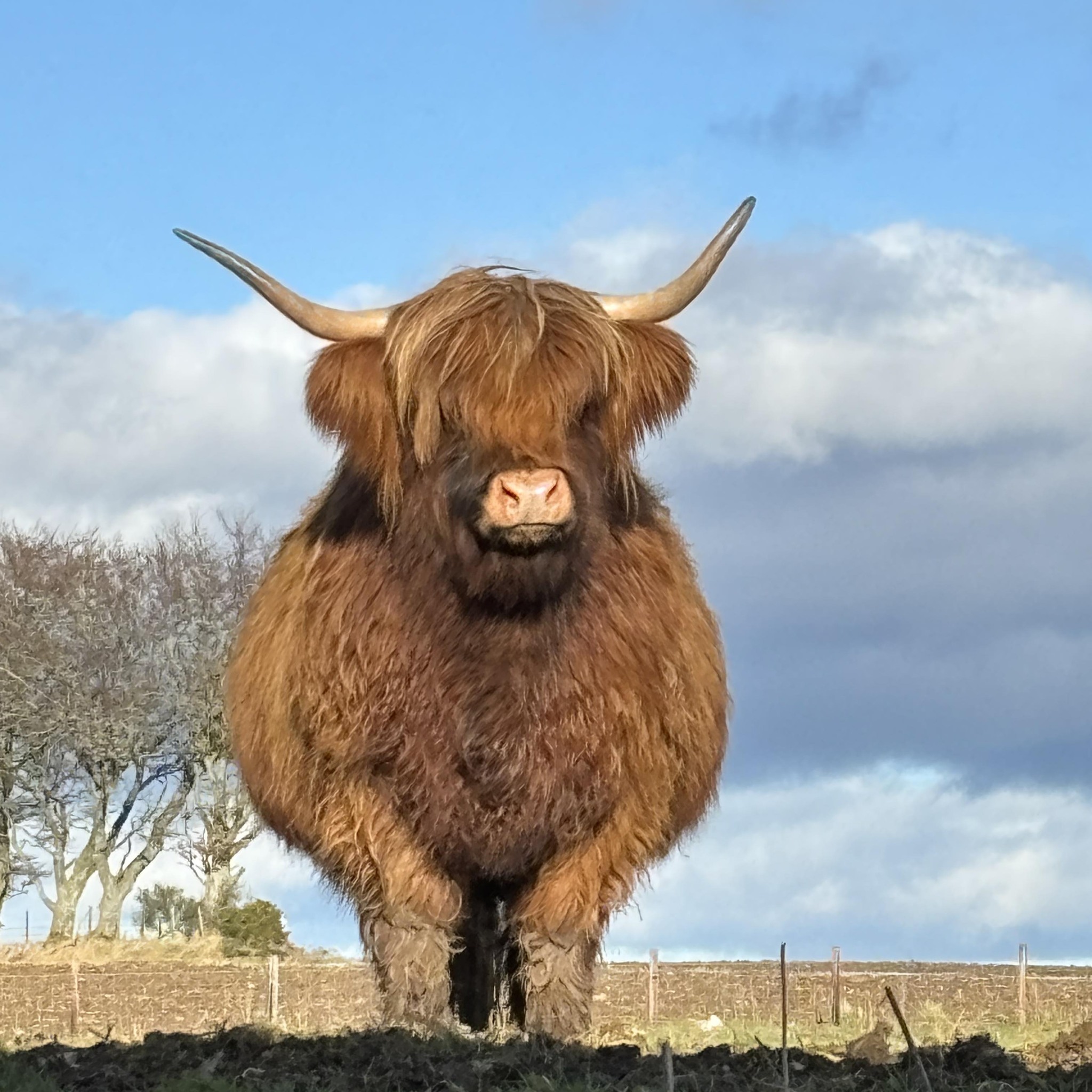 Gallabog Fold Highland Cows - A Family Affair - Serenity Scotland